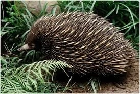 Equidna | Wikia WikiAnimals6ºE.P | Fandom