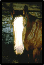 Personajes de Animal Farm | Wiki Arte | Fandom