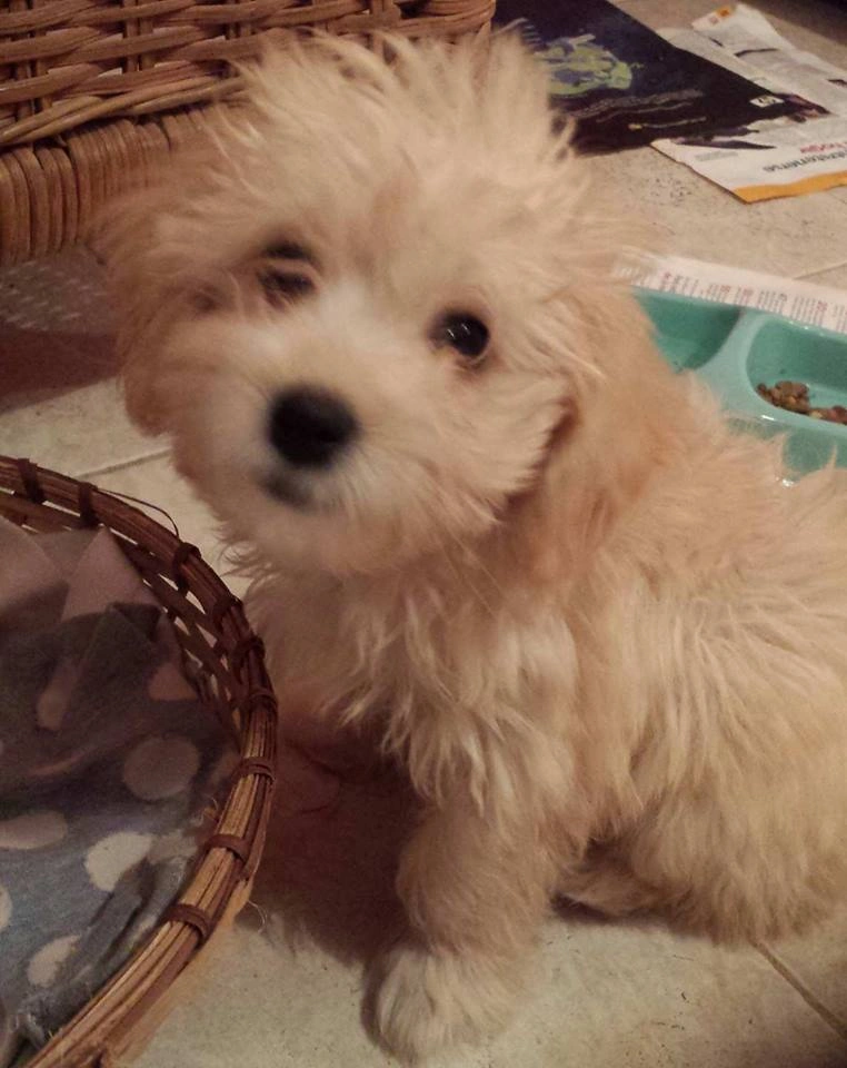 Perro | WikiDog Wiki | Fandom