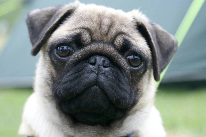 Pug Carlino | WikiDog Wiki | Fandom