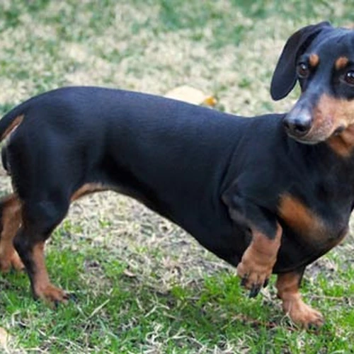 Que Significa Perro De Pecho Profundo