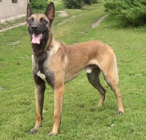 Malinois | Wiki Wiki Dogs | Fandom
