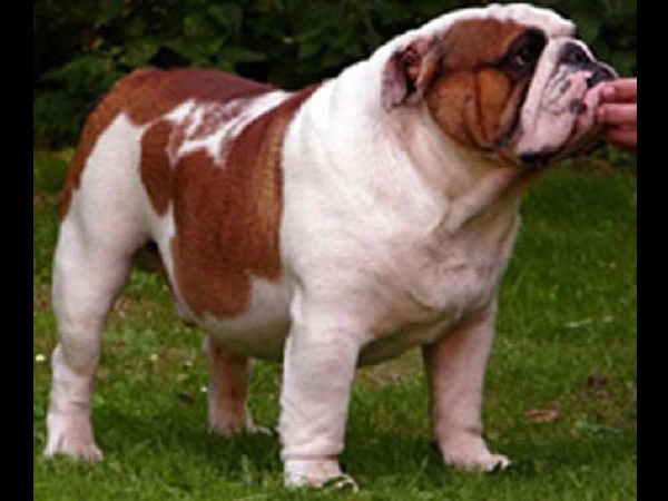 Bulldog inglés | Wiki Wiki Dogs | Fandom