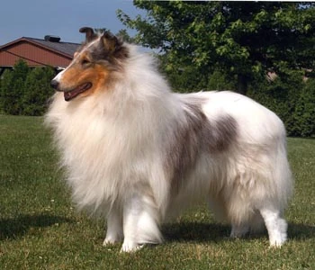 Collie | Wiki Wiki Dogs | Fandom