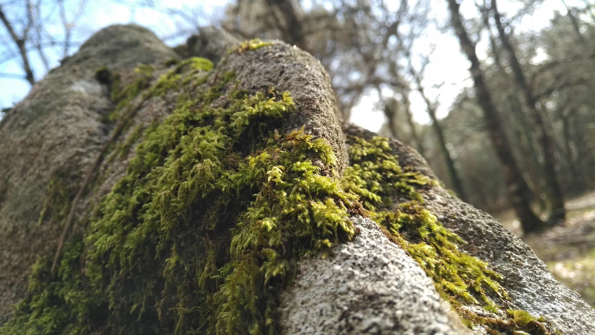 Wiki Aa'm Ovra | Fandom