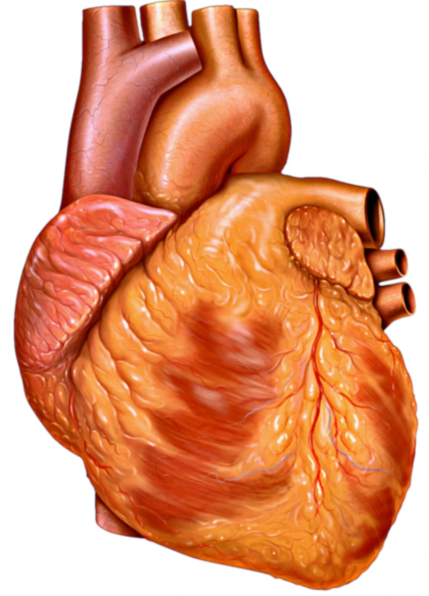 Heart | Wikifanon Wiki | Fandom