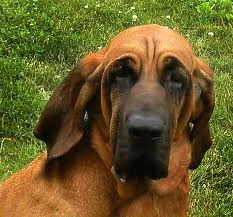 BloodHound | Wiki Wiki Fauna | Fandom