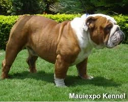 Bulldog | Wiki Wiki Fauna | Fandom