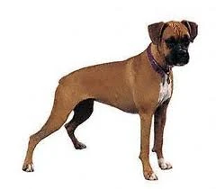Boxer | Wiki Wiki Fauna | Fandom