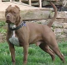 Pitbull | Wiki Wiki Fauna | Fandom