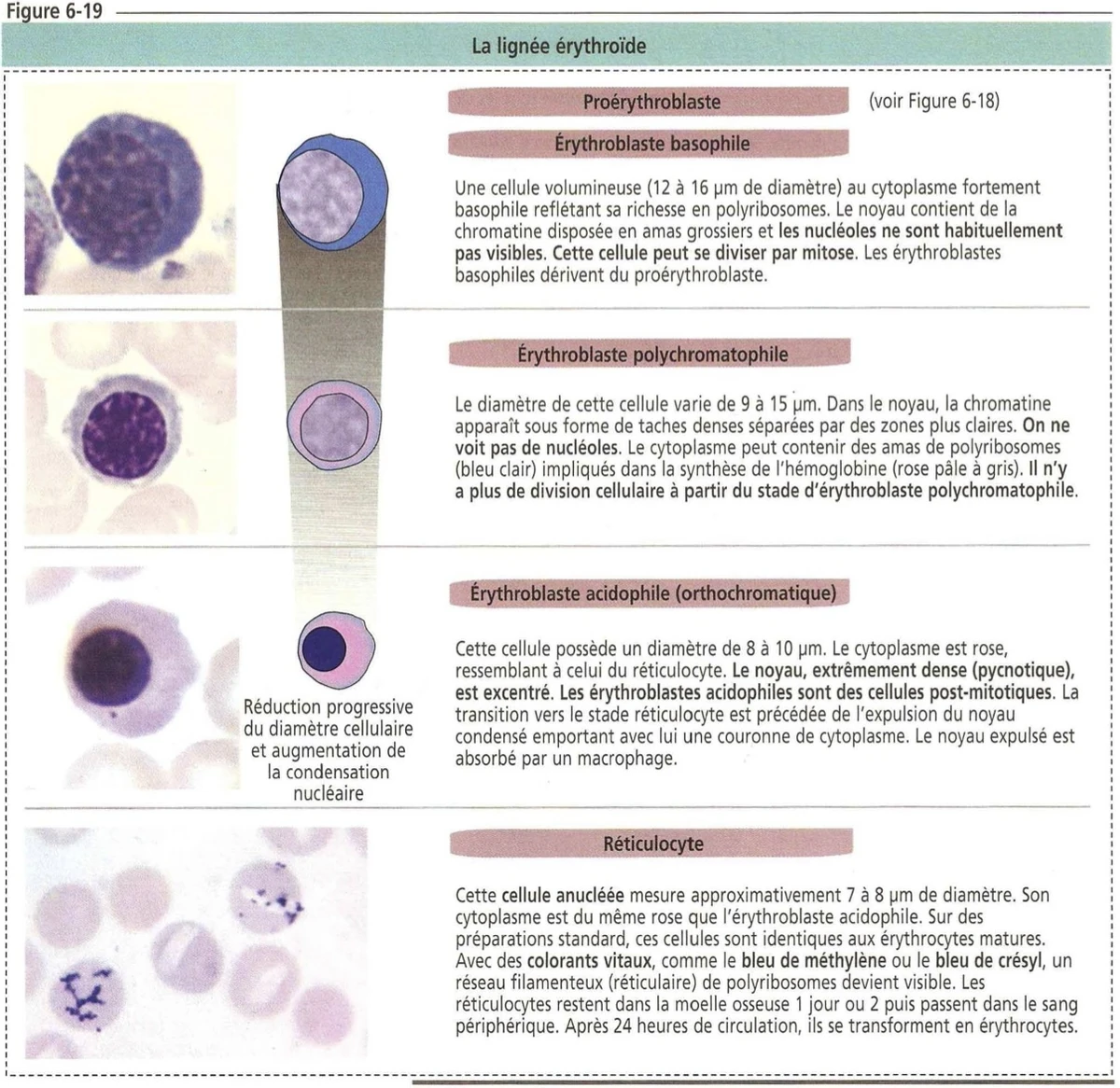 Session interactive - L'hématopoïèse | Wikige Wiki | Fandom