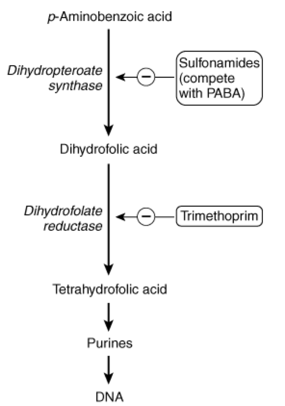 Synthèse de l'acide folique | Wikige Wiki | Fandom