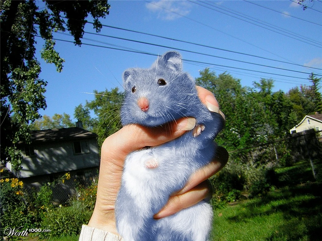 Blue hamster | Wiki Wikihamies | Fandom
