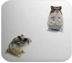 Hamster enano ruso | Wiki Wikihamies | Fandom