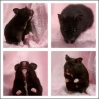 Hamster black bear | Wiki Wikihamies | Fandom