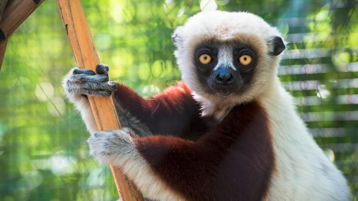 Amazing ZooLife - Episode 2: Acrobat Animals | WikiIdeas Wiki | Fandom