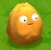 Wall-nut | Wikipeadia Wiki | Fandom