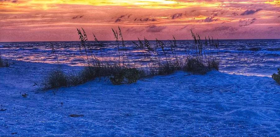 Captiva | Wikipets | Fandom