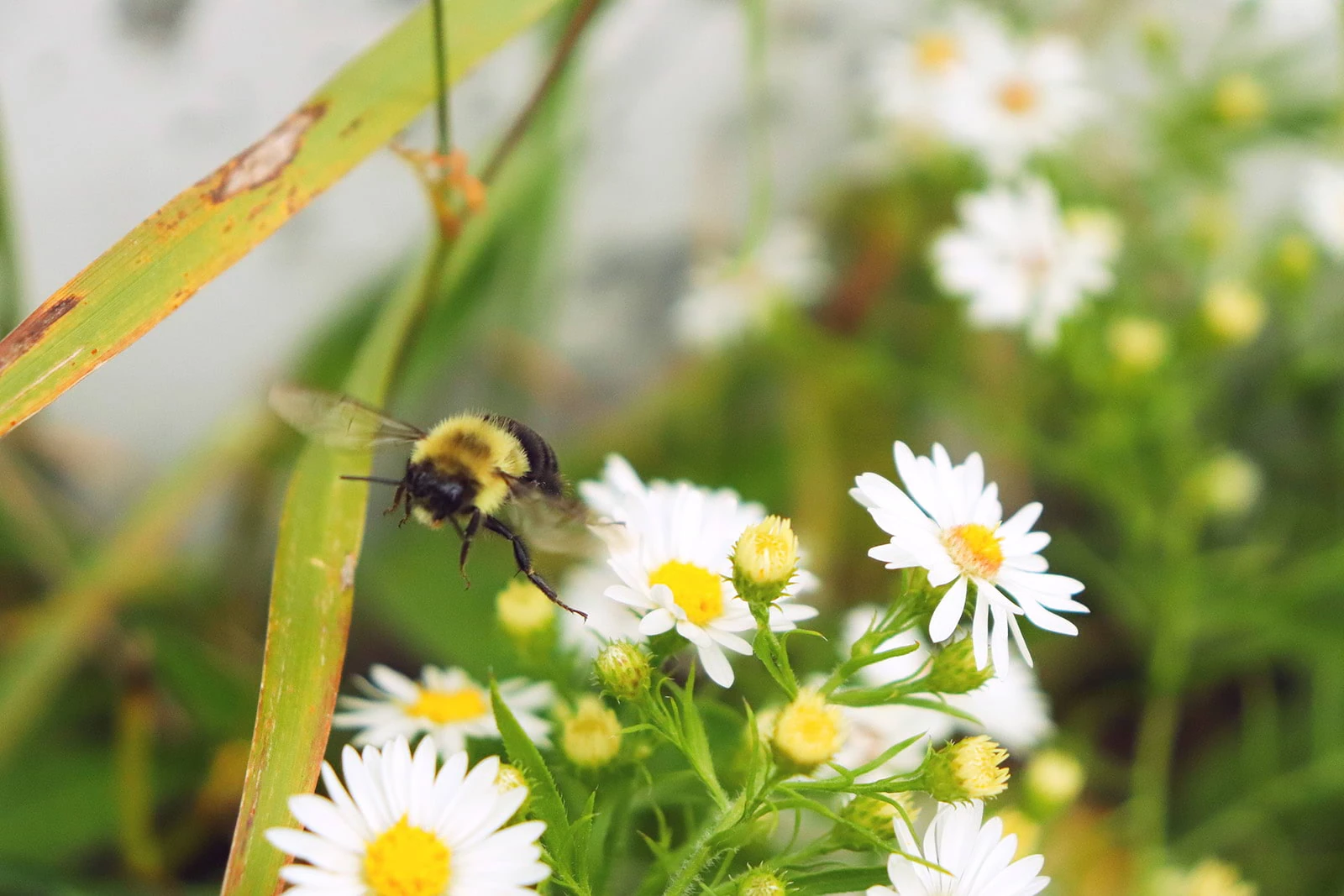 Buzzinga | Wikipets | Fandom