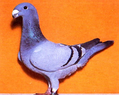 German Beauty Homer | Wikipigeon Wiki | Fandom