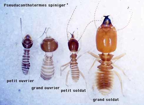 Pseudacanthotermes spinger | Termite Wiki | Fandom