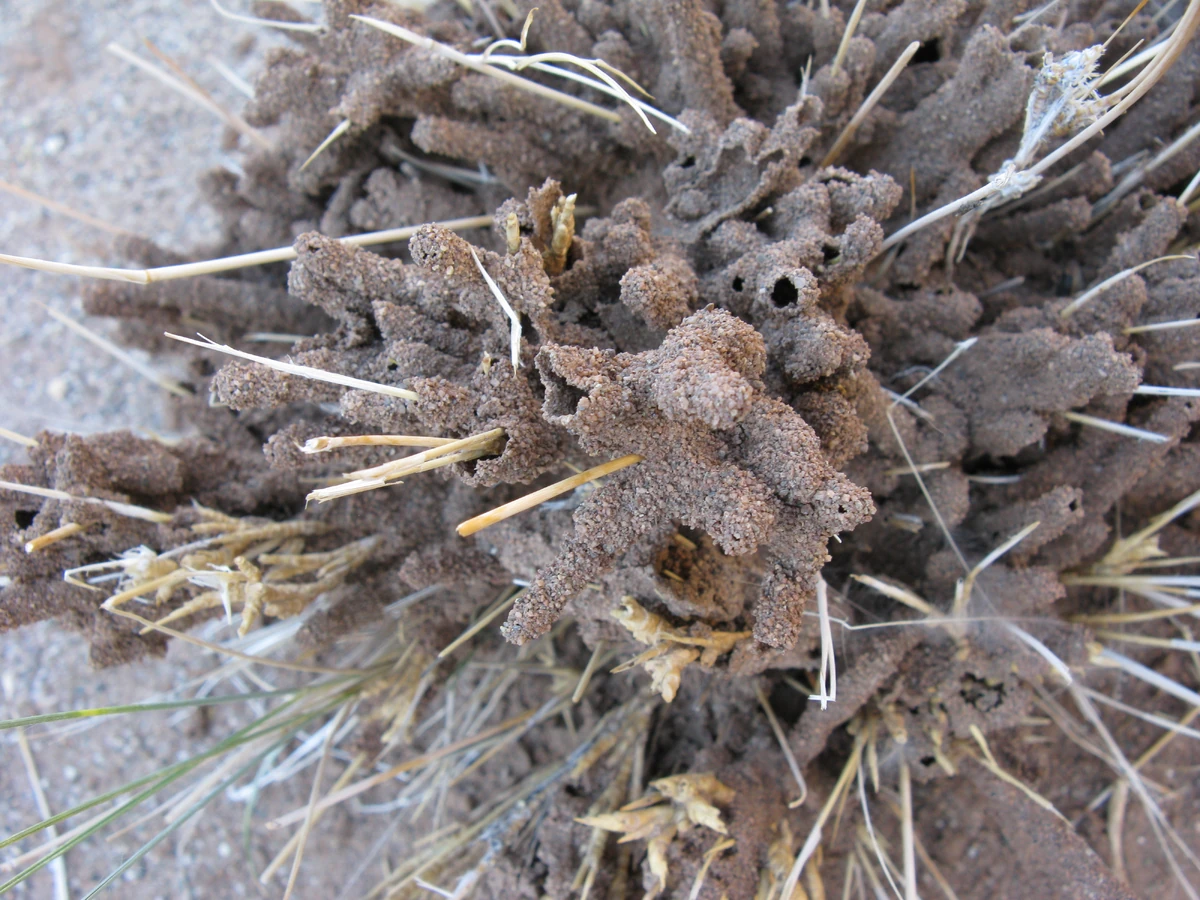 Psammotermes allocerus | Termite Wiki | Fandom