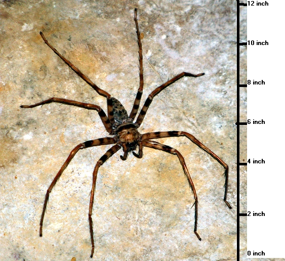 Giant Huntsman Spider | Peter Stormshot Wiki | Fandom
