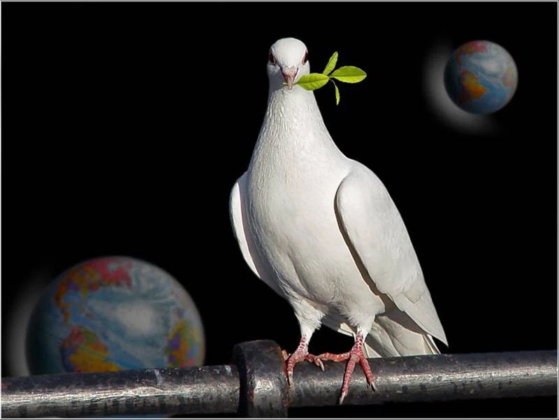 Paz | Wiki Wikivalores | Fandom