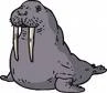 Walrus Wiki | Fandom