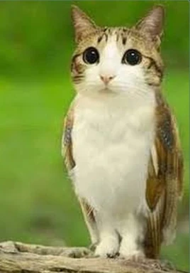 Meowl | Wiki Zigma | Fandom