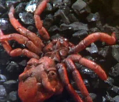 Garoga Spider | Role-Play Grid | Fandom