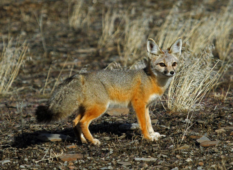 Kit Fox | Wild America Wiki | Fandom