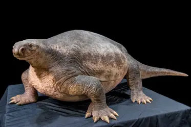Cotylorhynchus | Wild America Wiki | Fandom