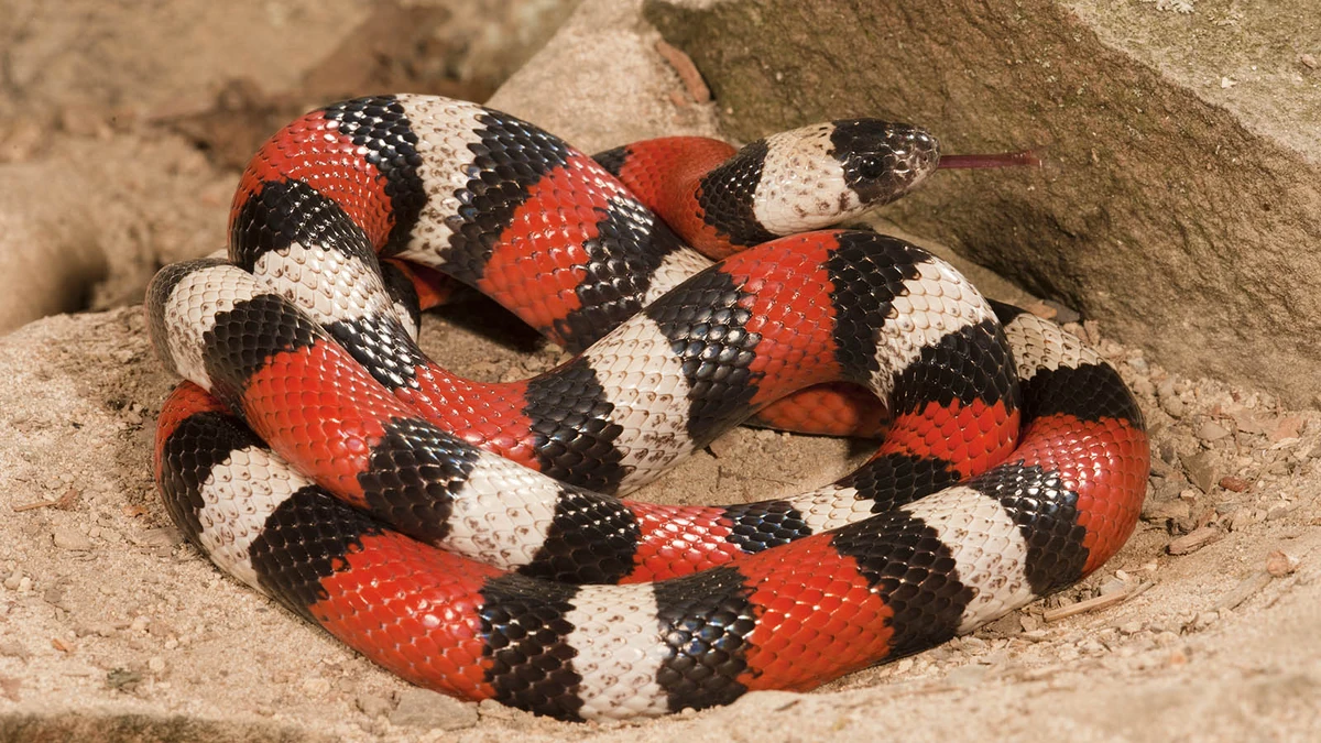 Milk Snake | Wild America Wiki | Fandom