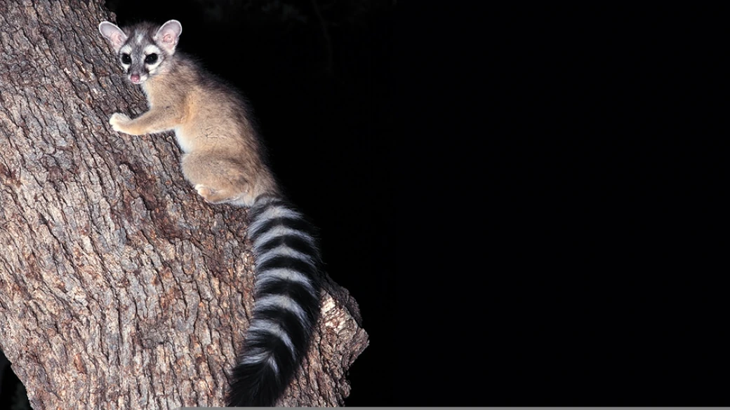 Ringtail | Wild America Wiki | Fandom