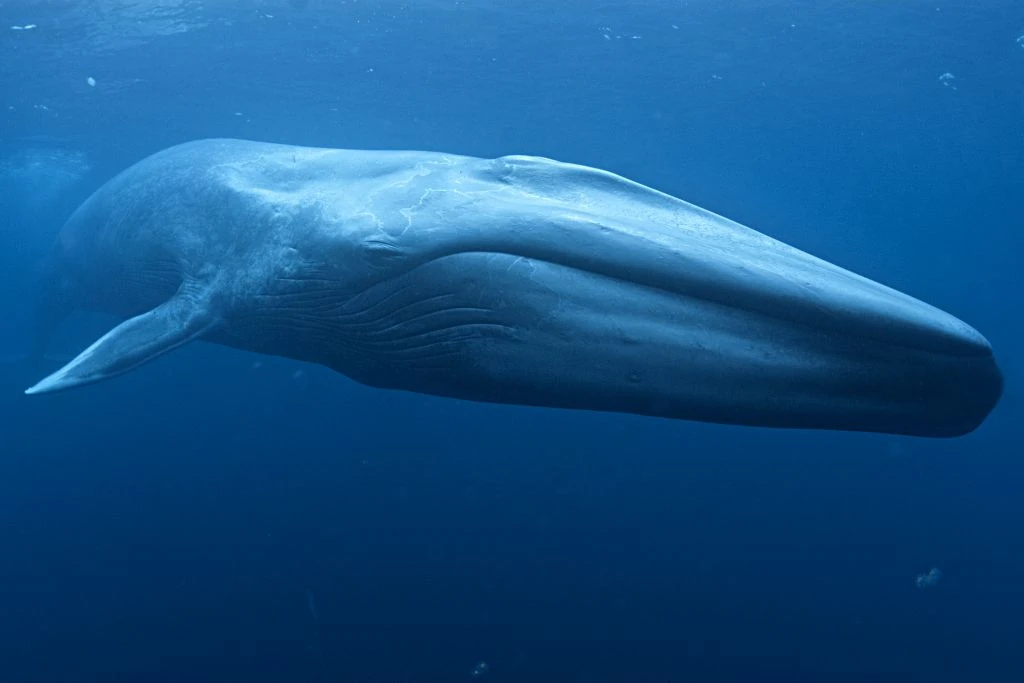Blue Whale | Wild America Wiki | Fandom