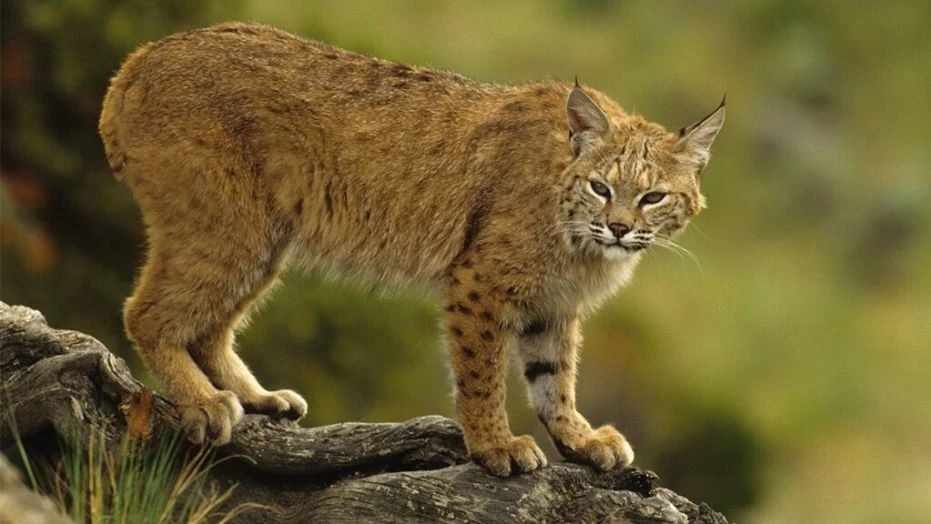 Bobcat | Wild America Wiki | Fandom