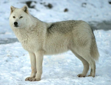 Arctic Wolf Anatomy