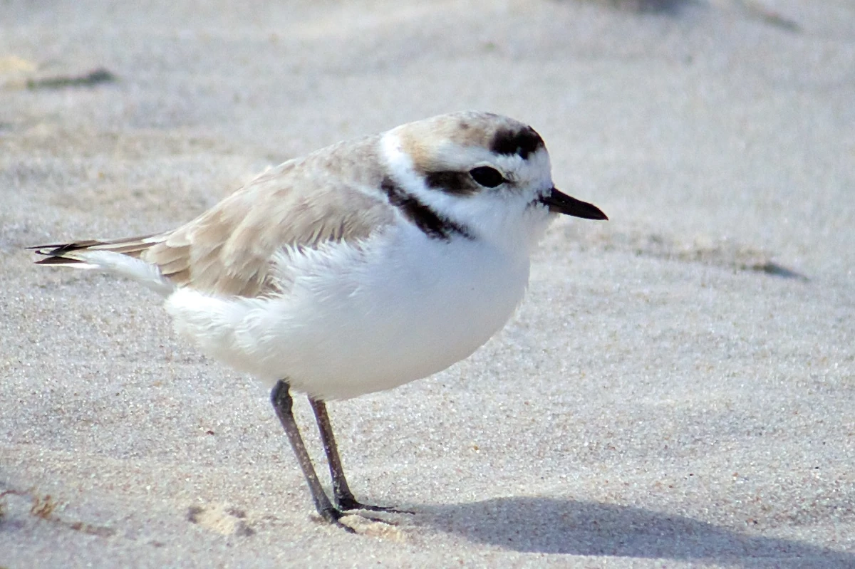 Snowy Plover | Wild America Wiki | Fandom