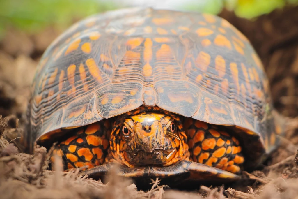 Yellow Box Turtle
