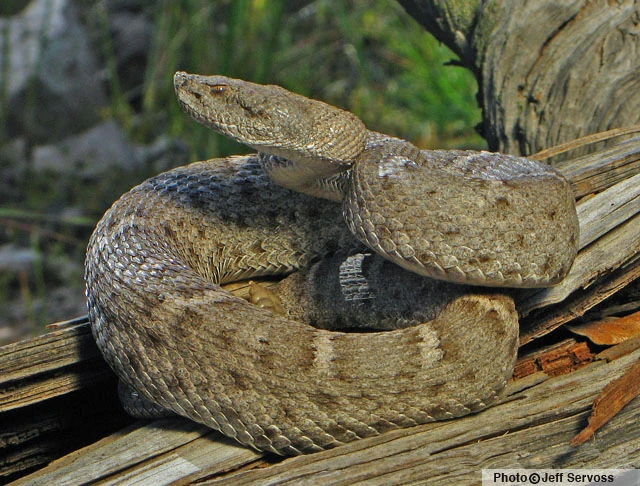 Ridge-nosed Rattlesnake | Wild America Wiki | Fandom