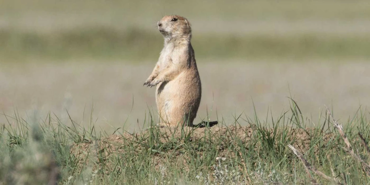 Prairie Dog | Wild America Wiki | Fandom