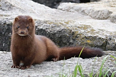 American Mink | Wild America Wiki | Fandom