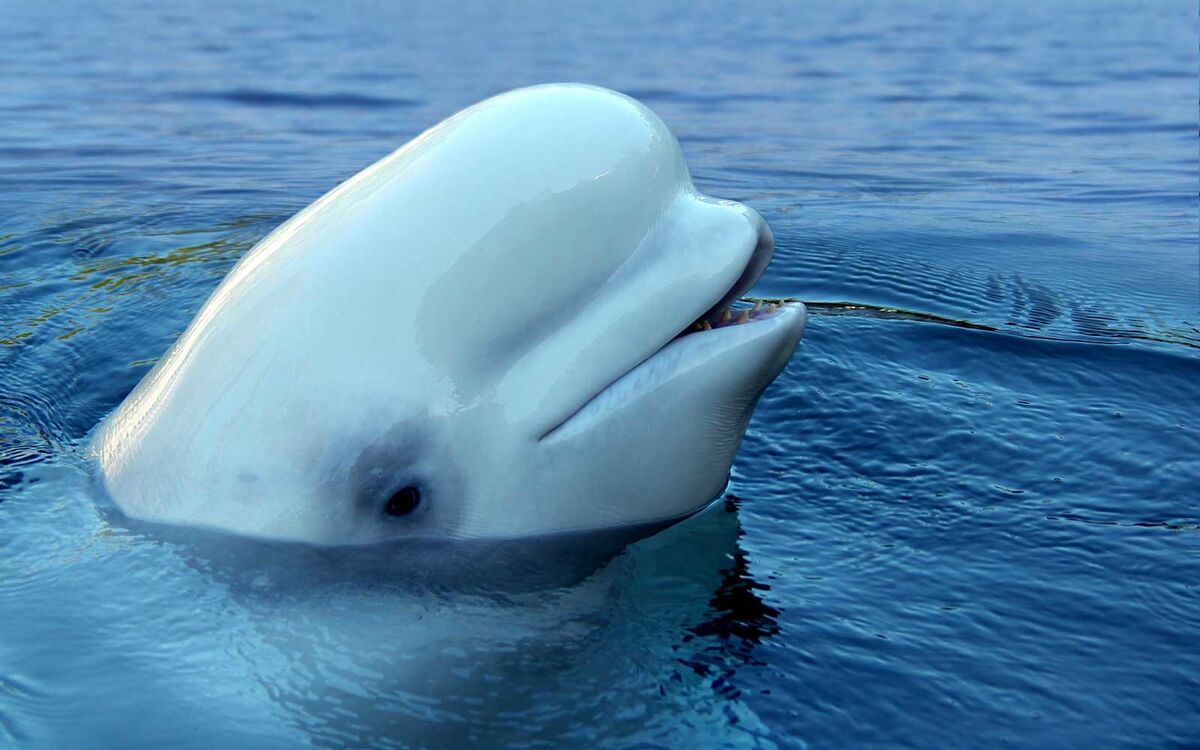 Beluga Whale Wild America Wiki Fandom