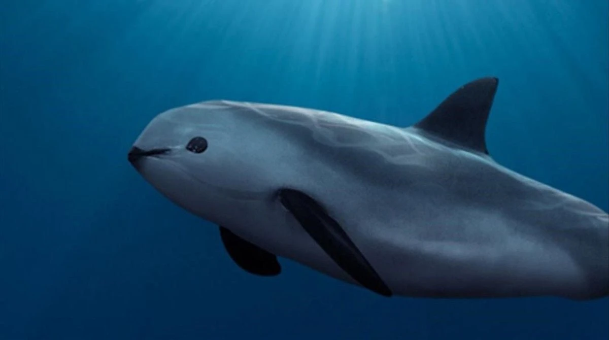 Vaquita | Wild America Wiki | Fandom