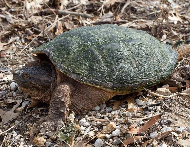 Common Snapping Turtle | Wild America Wiki | Fandom
