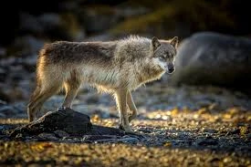 Sea Wolf | Wild America Wiki | Fandom