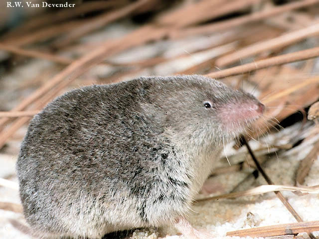 Southeastern Shrew