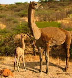 Aepycamelus | Wild America Wiki | Fandom