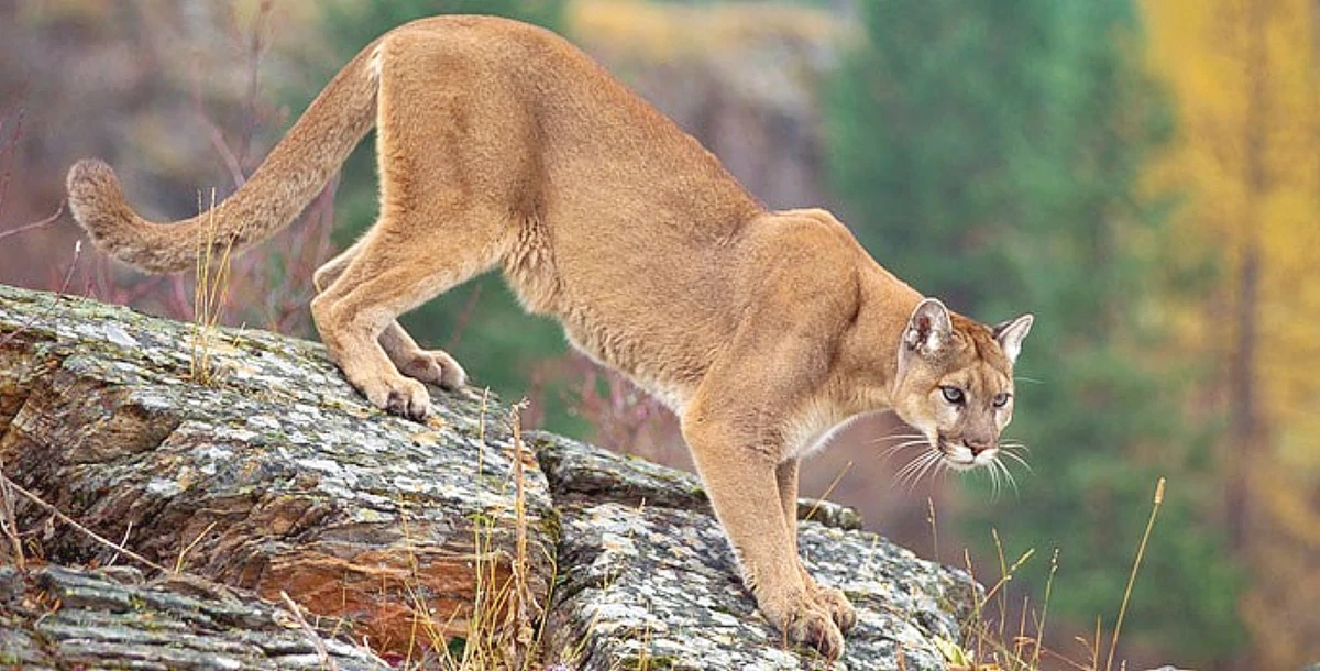 Mountain Lion | Wild America Wiki | Fandom